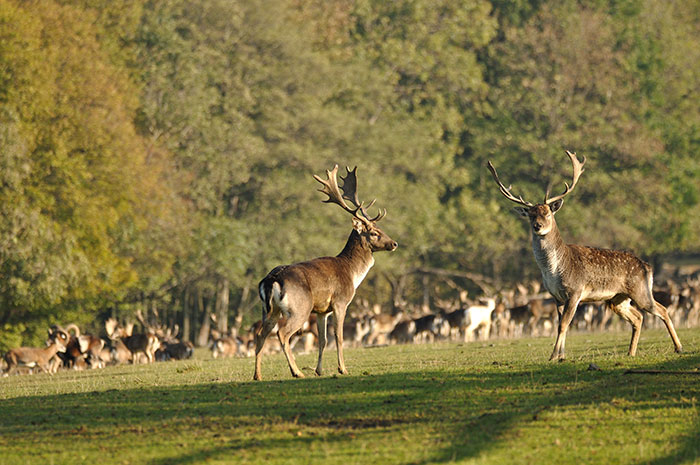 Bent Tree Ranch | Sourcing High-Quality Exotic Game for Hunting Leasers ...