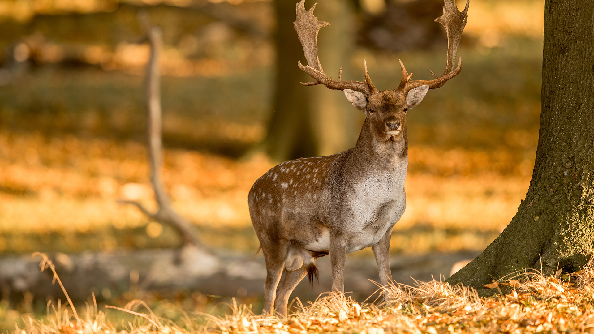 Our Customers | Bent Tree Ranch